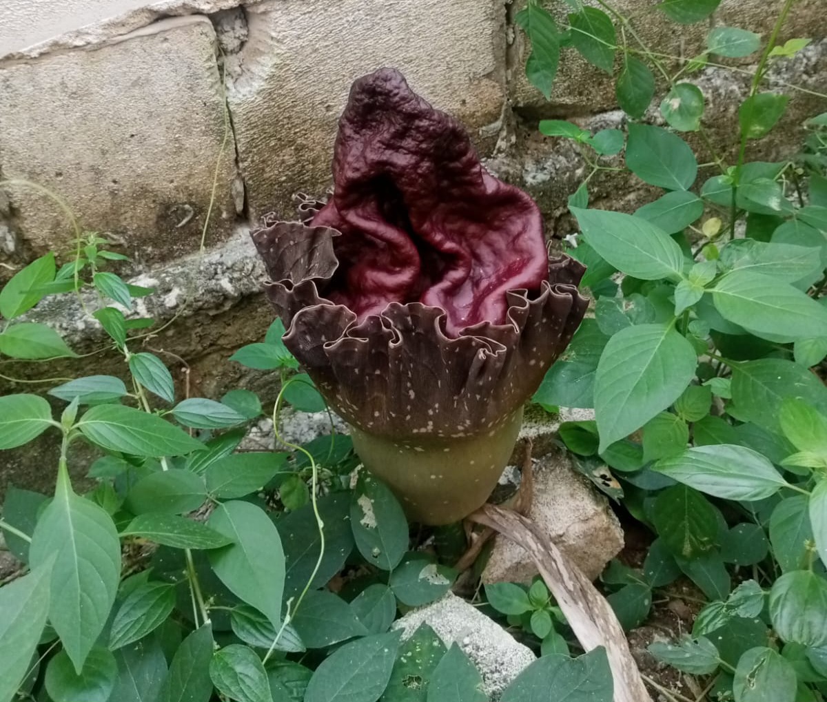 Wah! Tanaman Mirip Bunga Bangkai Tumbuh di Belakang Rumah Kosong Karawang